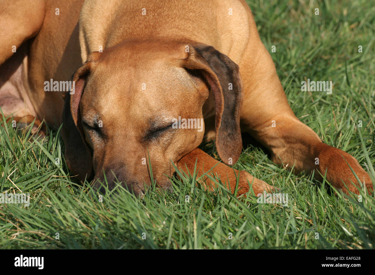 sleeping Rhodesian Ridgeback Stock Photo - Alamy