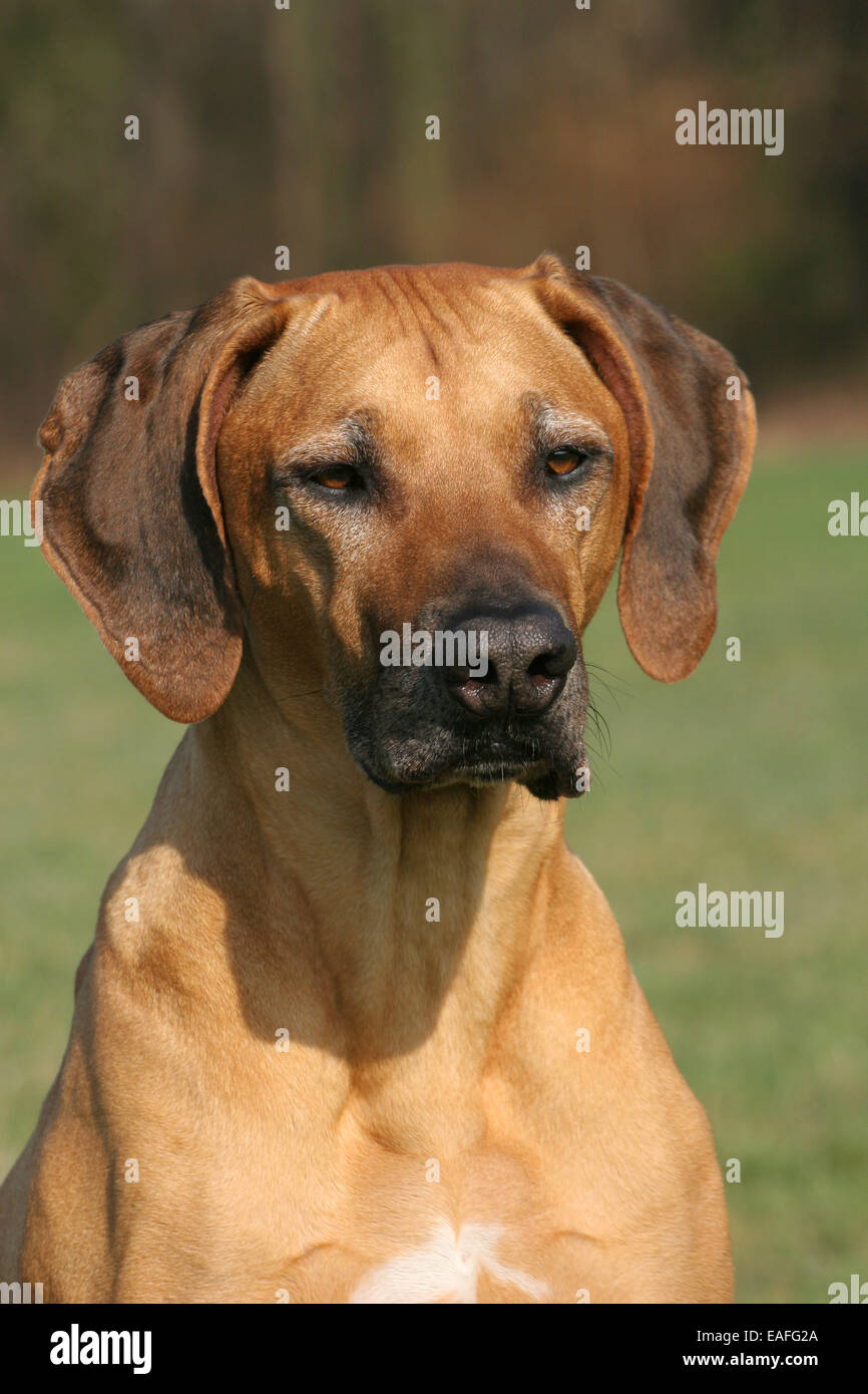 Frontal portrait of a male lion hi-res stock photography and images - Alamy