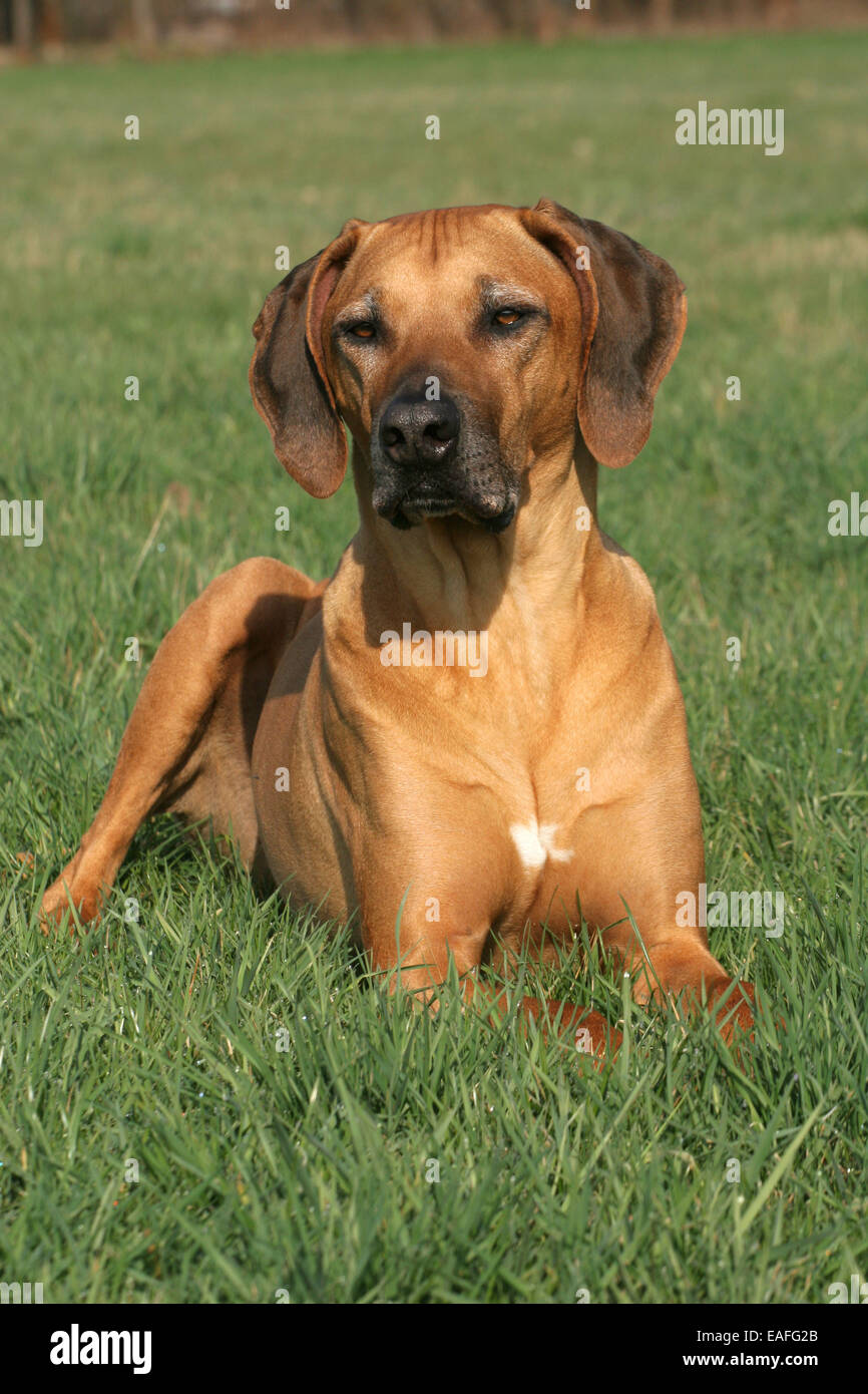 Old rhodesian ridgeback hi-res stock photography and images - Alamy
