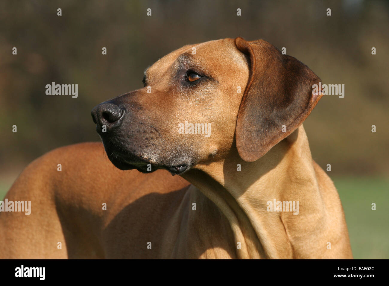 Rhodesian Ridgeback Portrait Stock Photo - Alamy