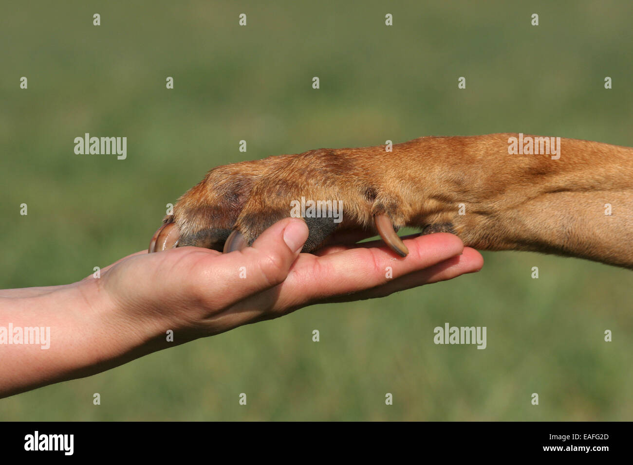 Rhodesian Ridgeback shows trick Stock Photo - Alamy