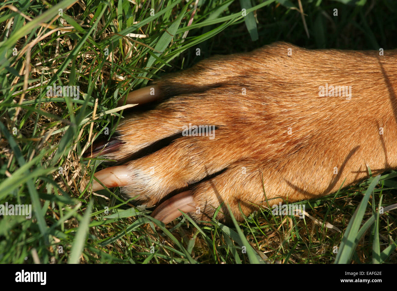 Rhodesian Ridgeback paw Stock Photo - Alamy