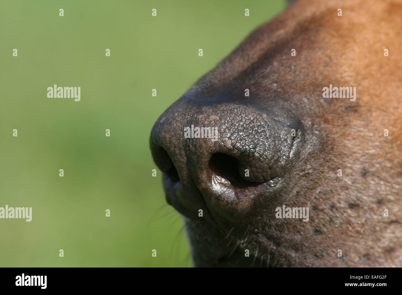 Rhodesian Ridgeback nose Stock Photo - Alamy