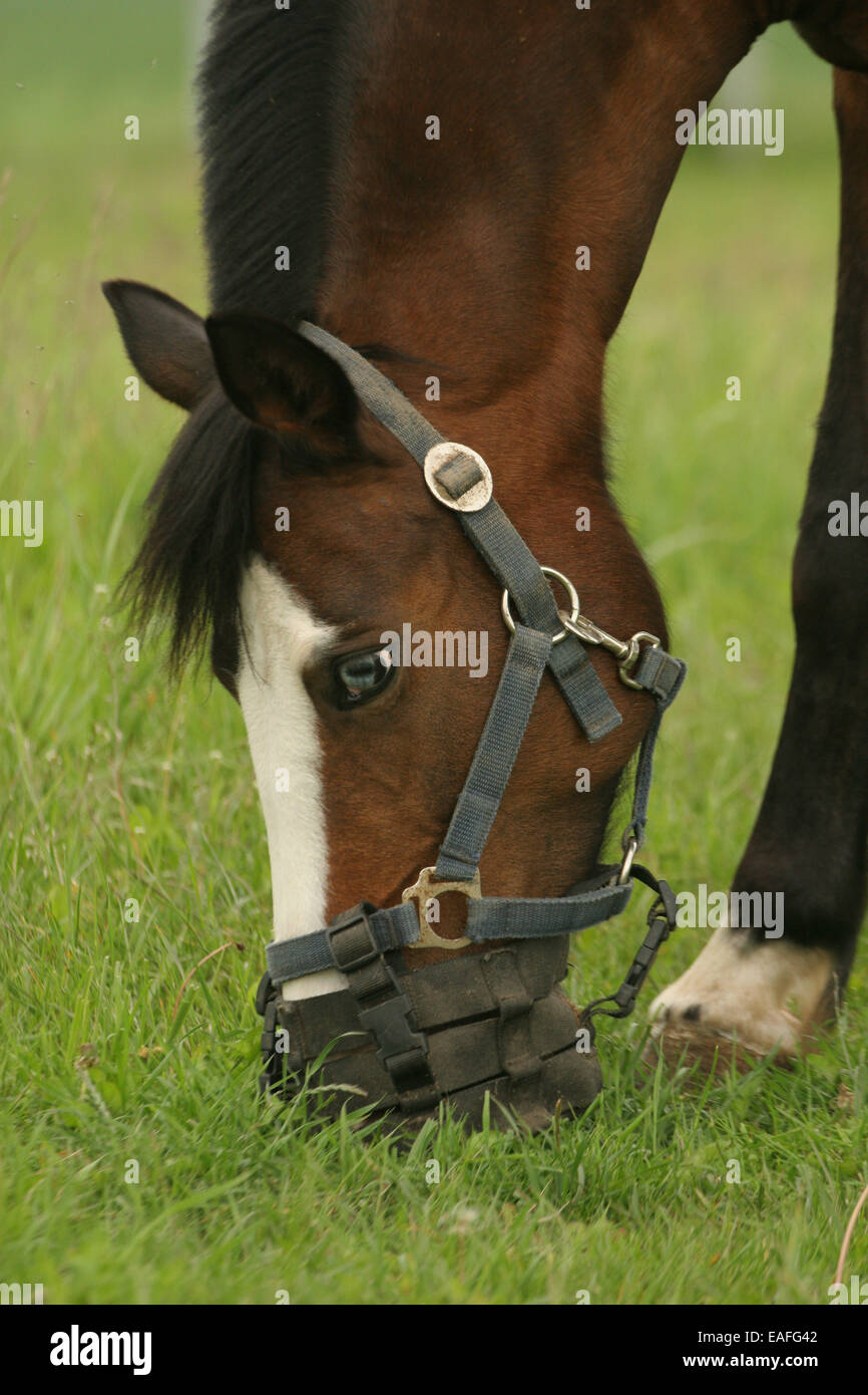 pony with muzzle Stock Photo - Alamy