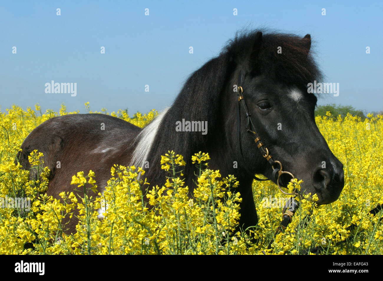 Shetland Pony Portrait Stock Photo - Alamy