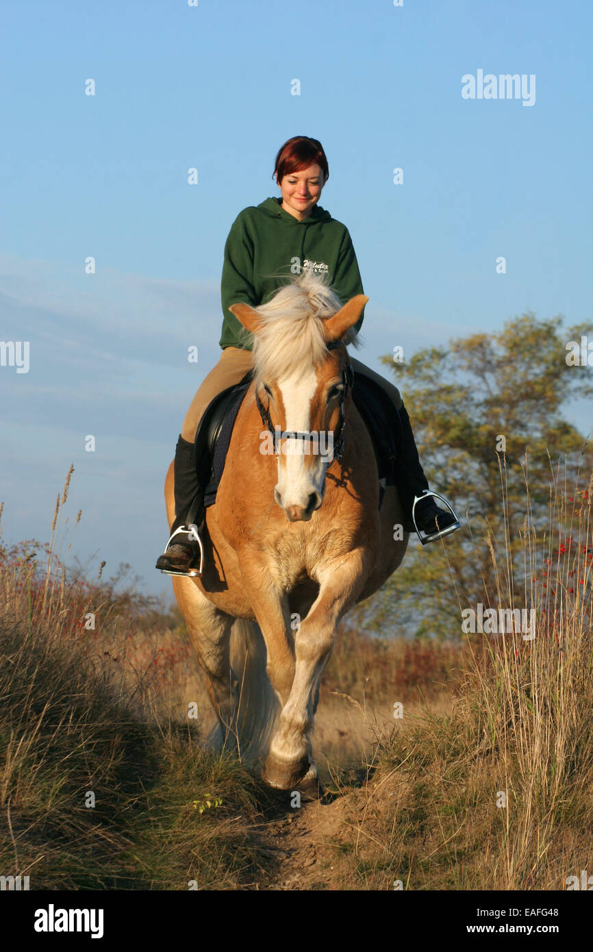 Rider haflinger hi-res stock photography and images - Alamy