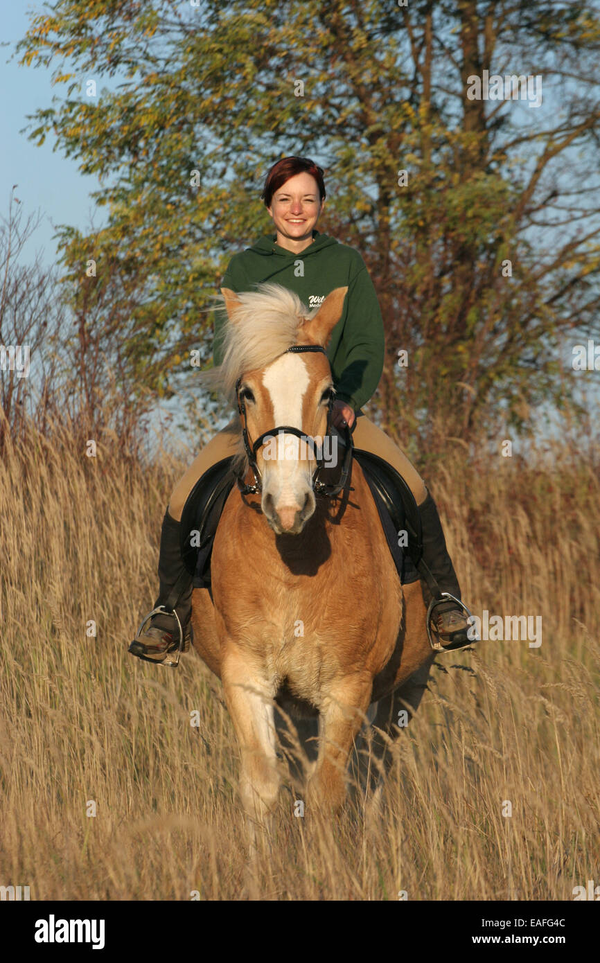 woman rides haflinger horse Stock Photo - Alamy