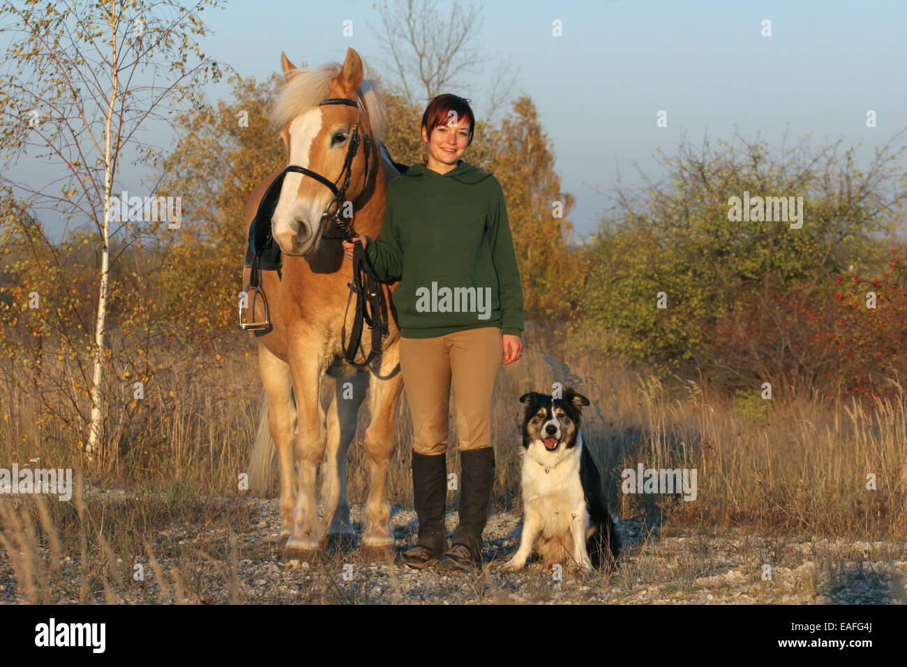 Two horses one standing hi-res stock photography and images - Alamy