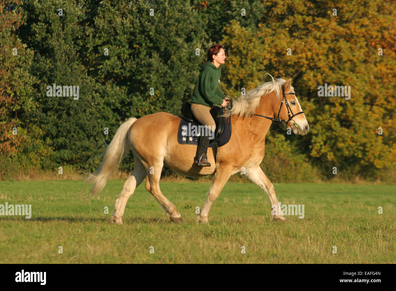 woman rides haflinger horse Stock Photo - Alamy