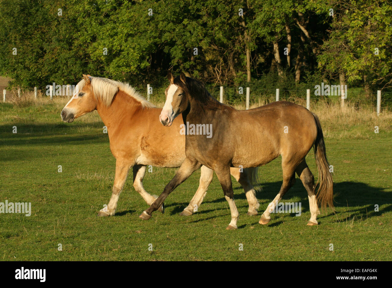 Two ponys hi-res stock photography and images - Alamy