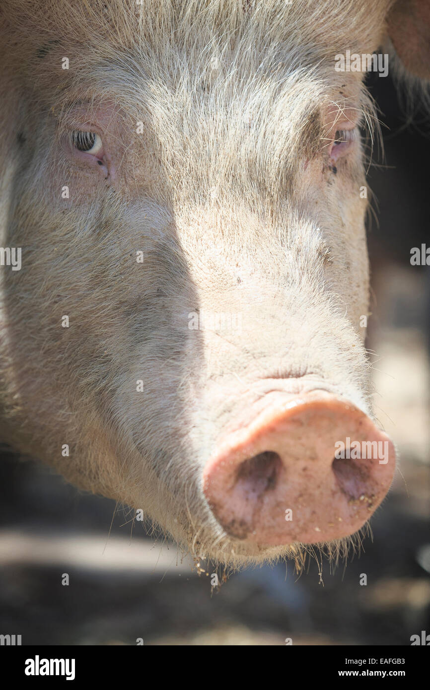 Pig italy hi-res stock photography and images - Alamy