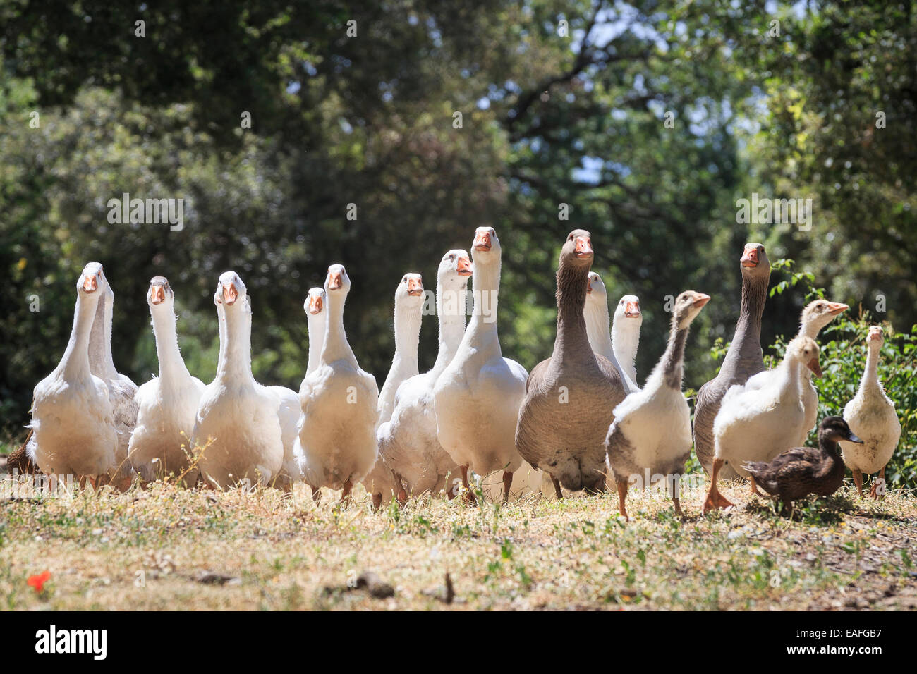 Domestic Duck Domestic Goose Mixed group of geese ducks walking Tuscany ...