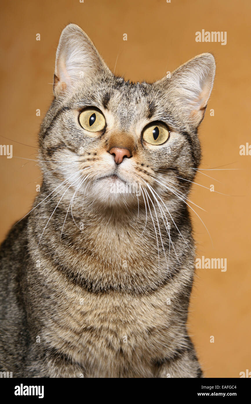 Adult domestic hi-res stock photography and images - Alamy