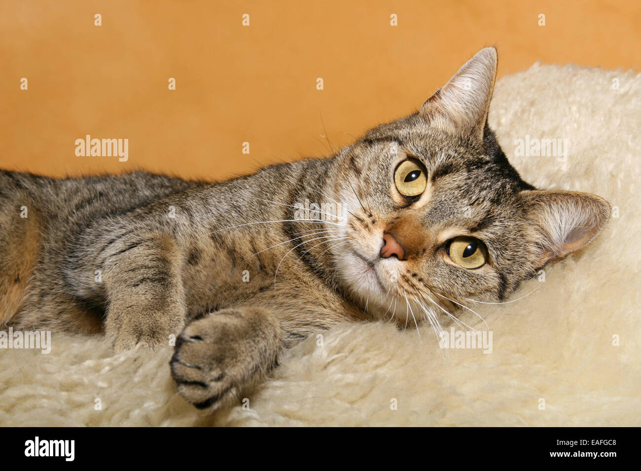 Adult domesticated cat hi-res stock photography and images - Alamy