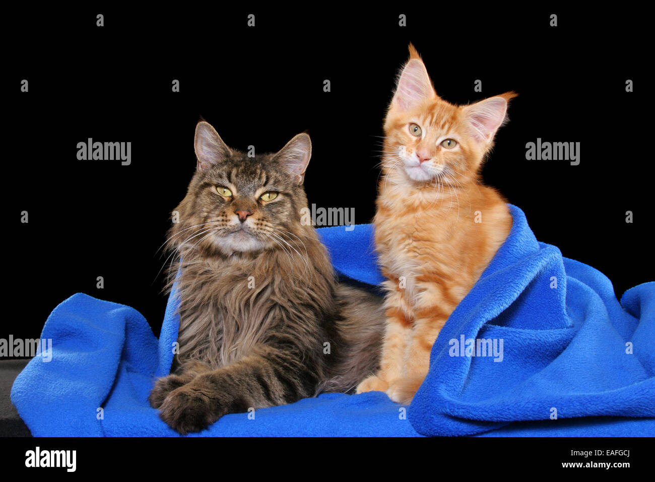 two main coons sitting at studio Stock Photo - Alamy