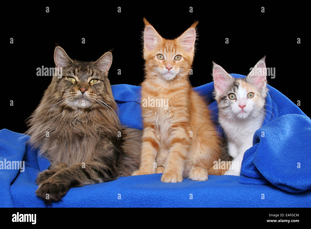 three main coons sitting at studio Stock Photo - Alamy