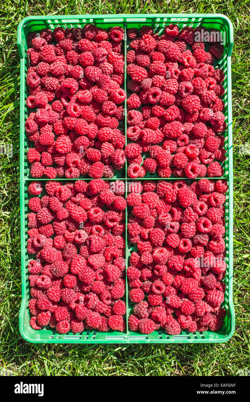 Raspberries in a box hi-res stock photography and images - Alamy