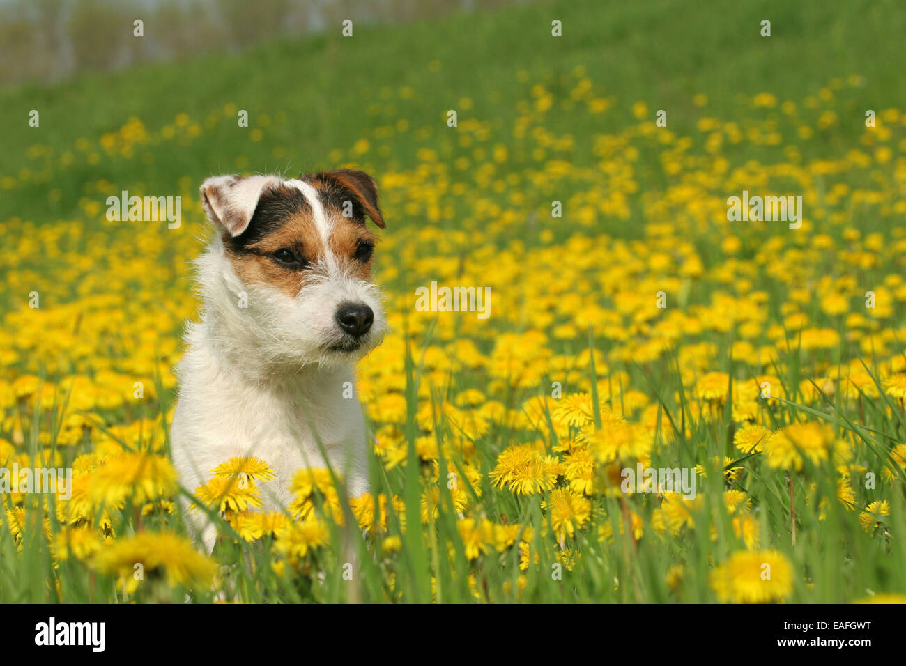 Parson Russell Terrier at flower meadow Stock Photo - Alamy