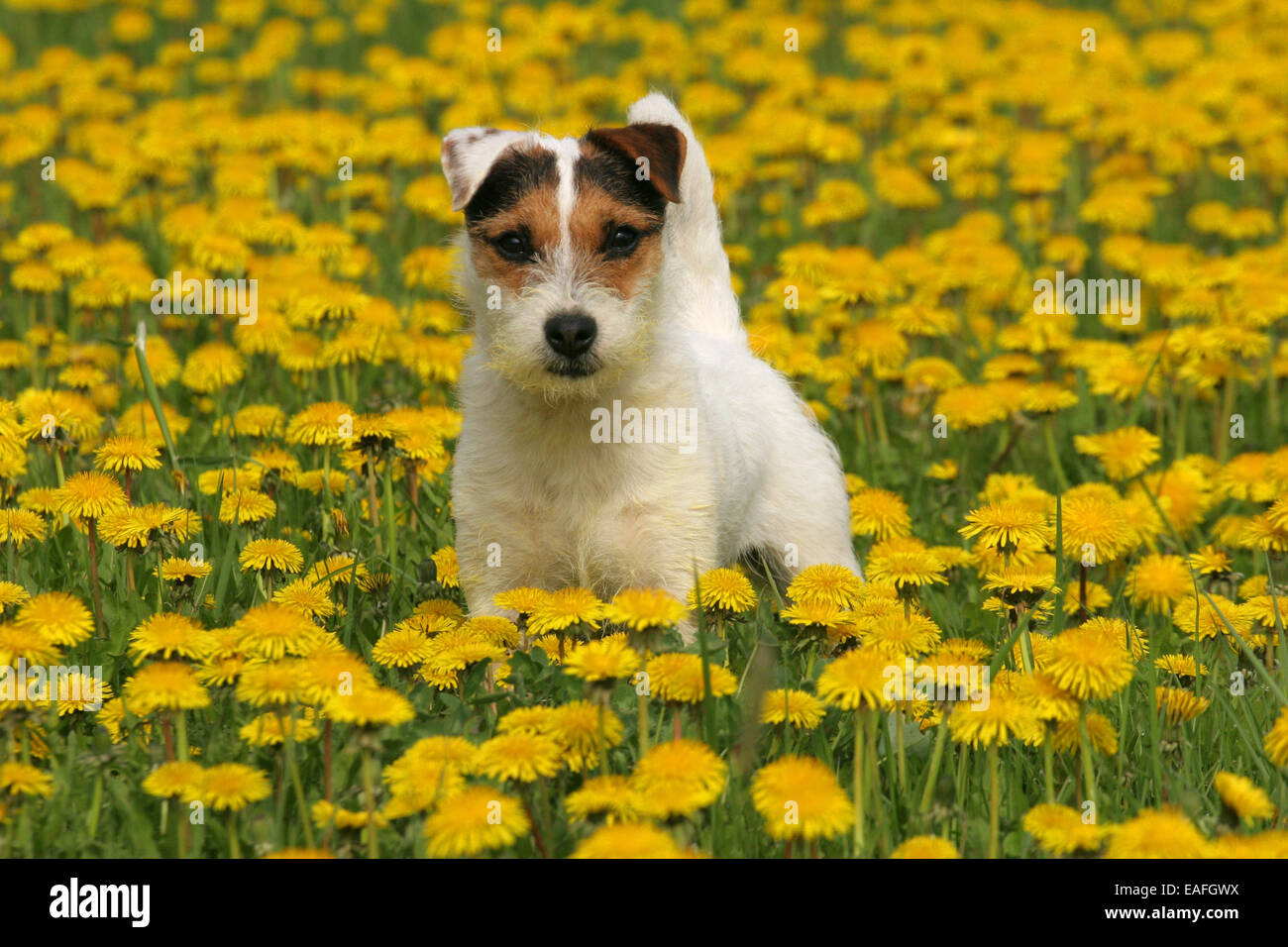 Parson Russell Terrier at flower meadow Stock Photo - Alamy