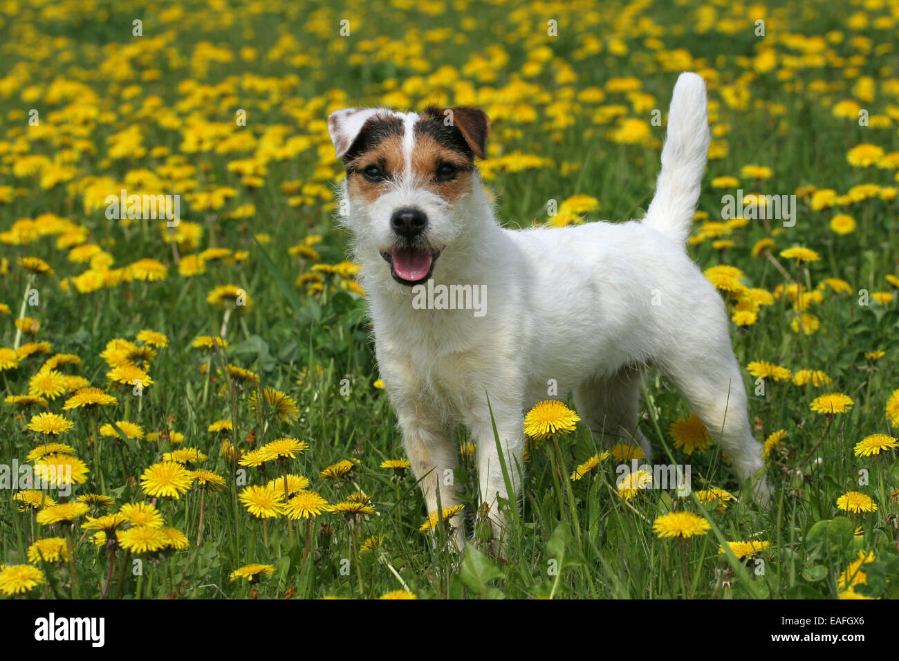 Parson Russell Terrier at flower meadow Stock Photo - Alamy