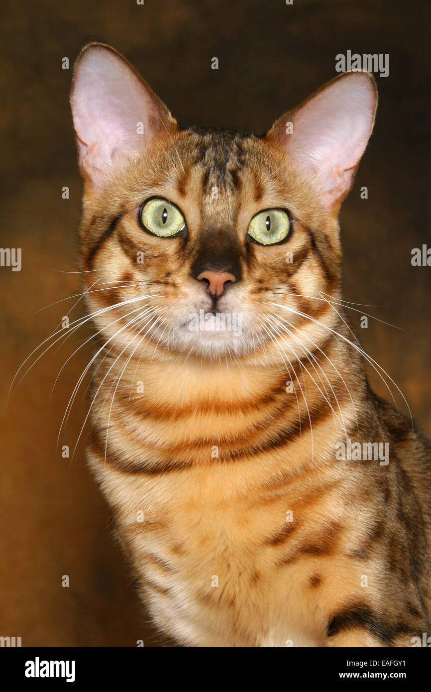 Savannah gold hi-res stock photography and images - Alamy