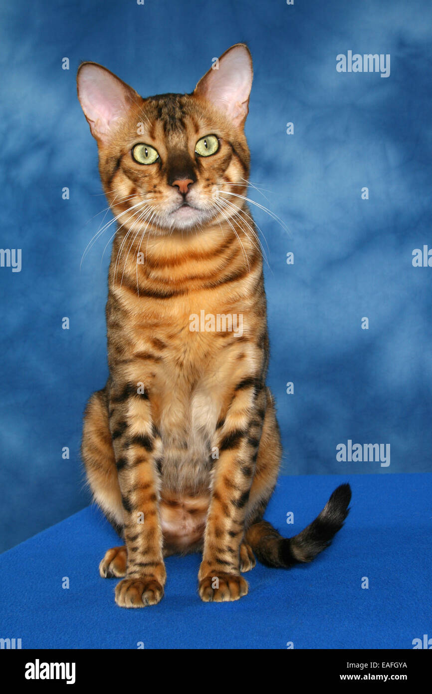 Savannah gold hi-res stock photography and images - Alamy