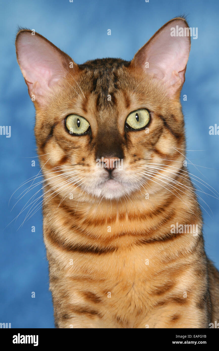 Savannah gold hi-res stock photography and images - Alamy