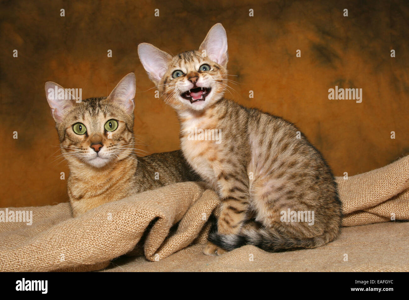 Savannahs hi-res stock photography and images - Alamy