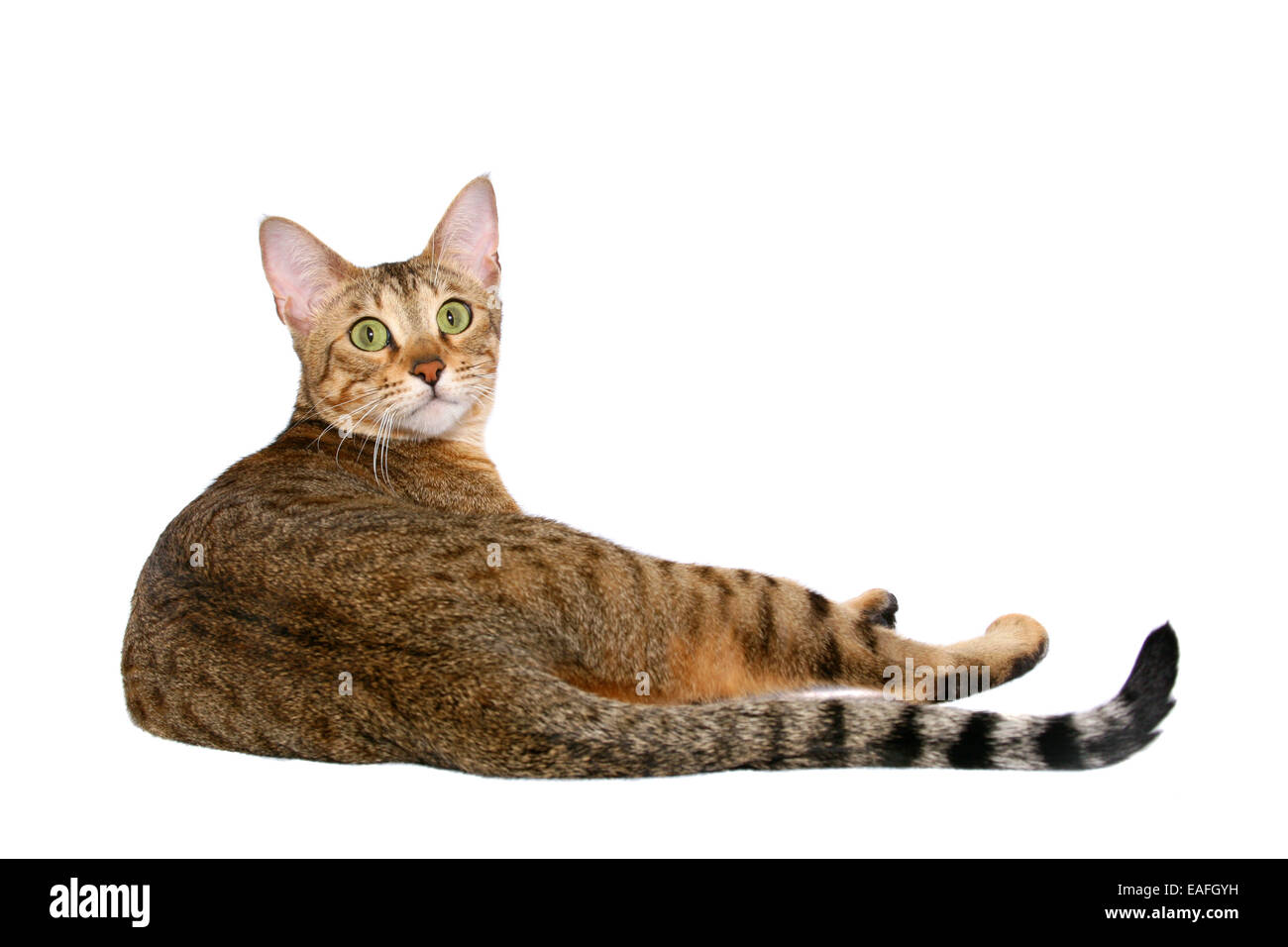 Savannah pet Cut Out Stock Images & Pictures - Alamy