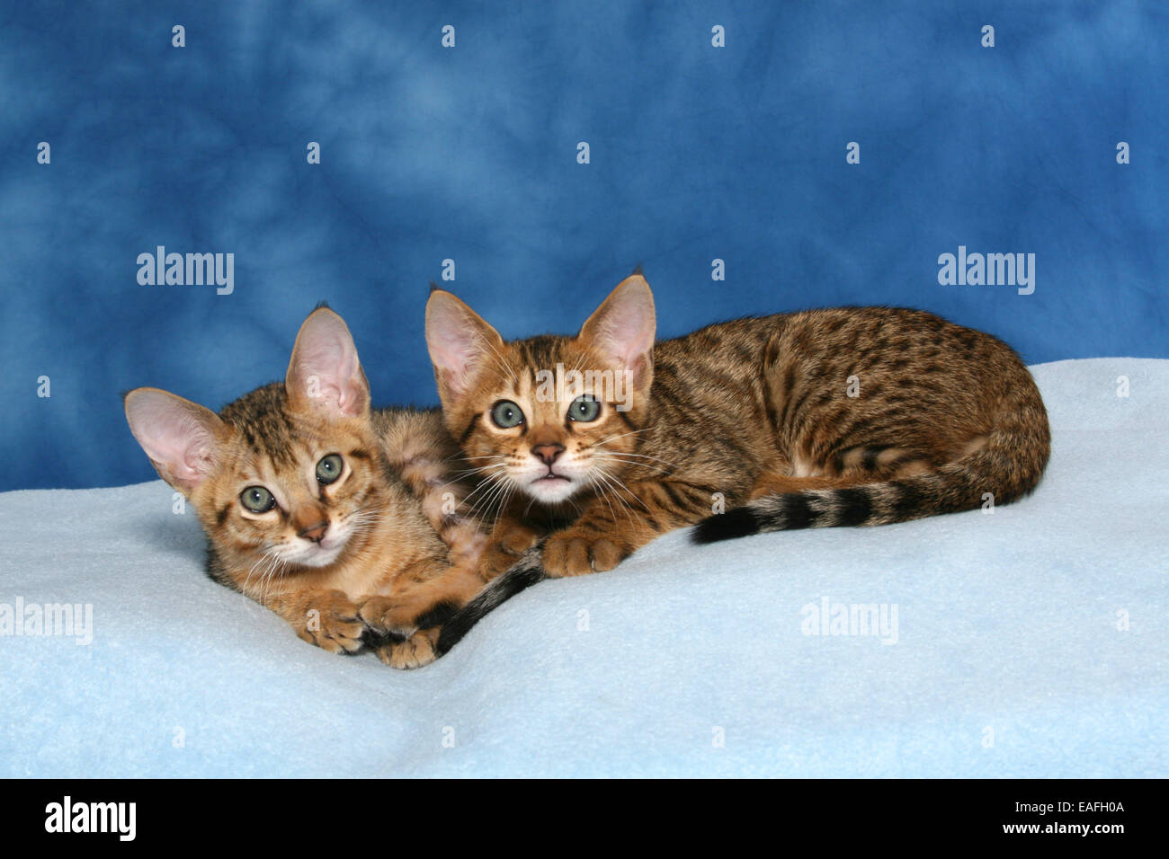 Savannah mammal behaviour hi-res stock photography and images - Alamy
