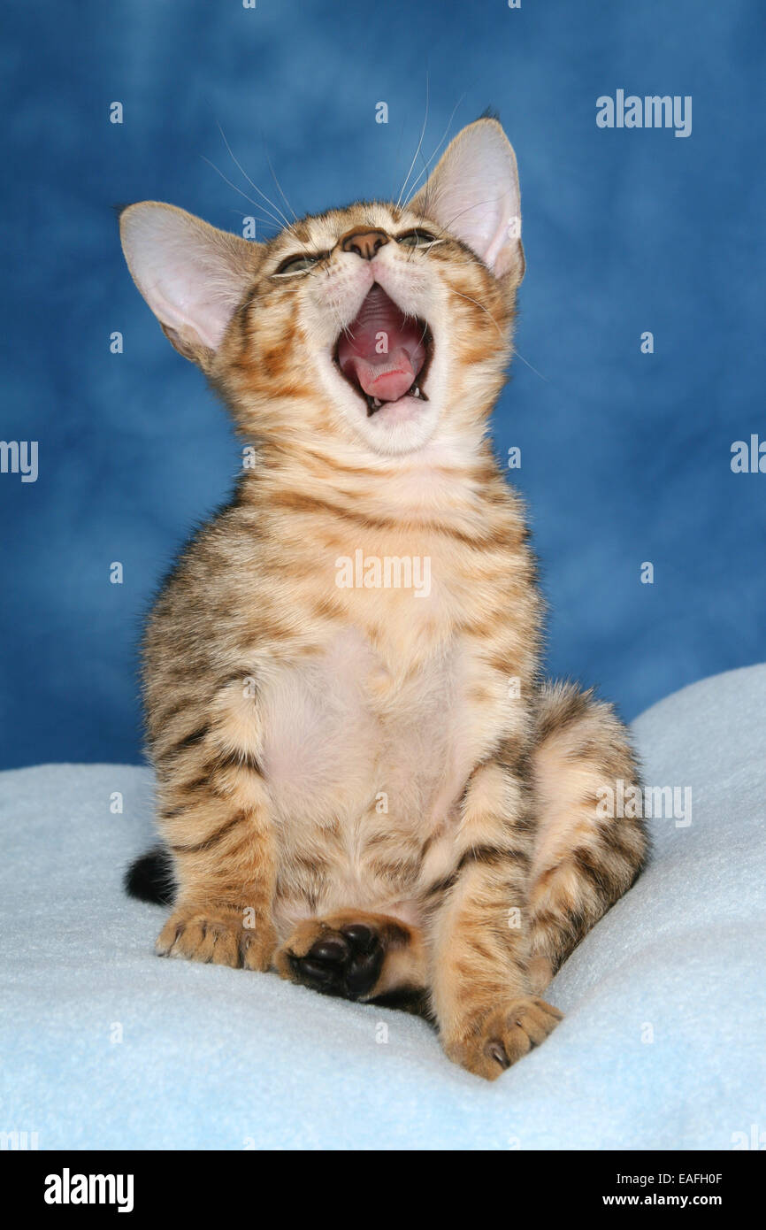 Savannah humor hi-res stock photography and images - Alamy