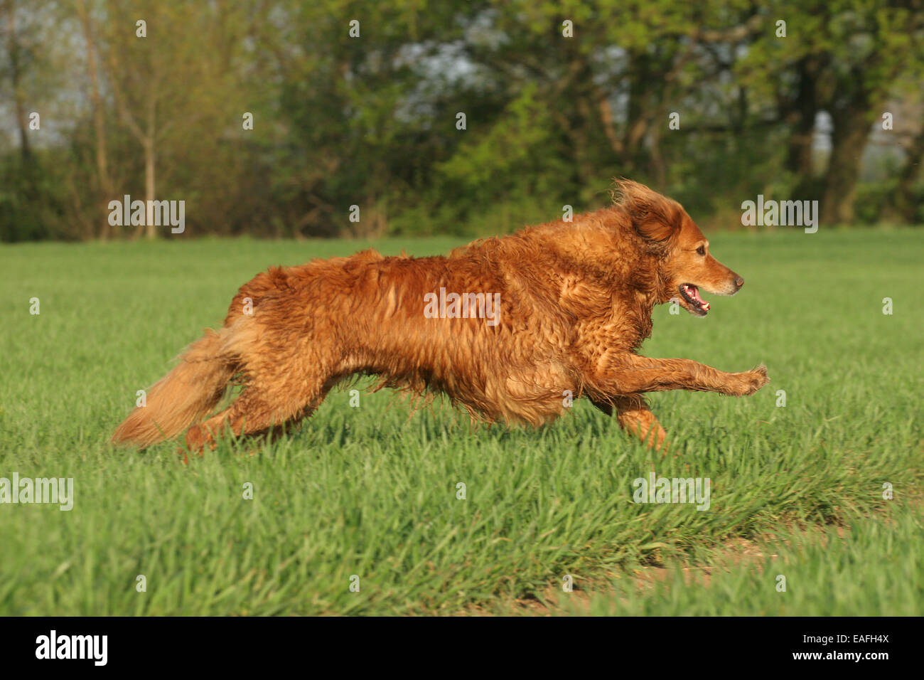 Golden retriever dog runs hi-res stock photography and images - Alamy