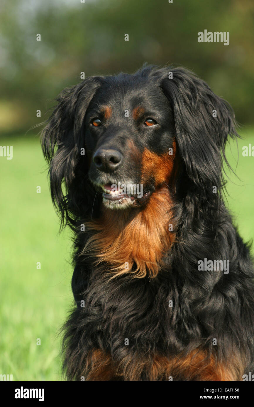 Gordon Setter Portrait Stock Photo - Alamy