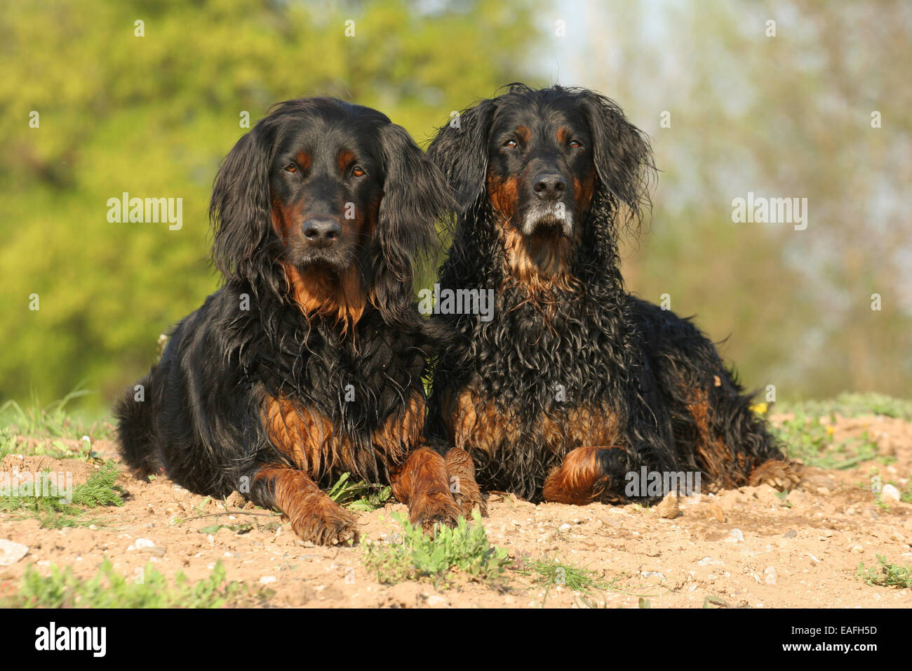 Senior setter hi-res stock photography and images - Alamy