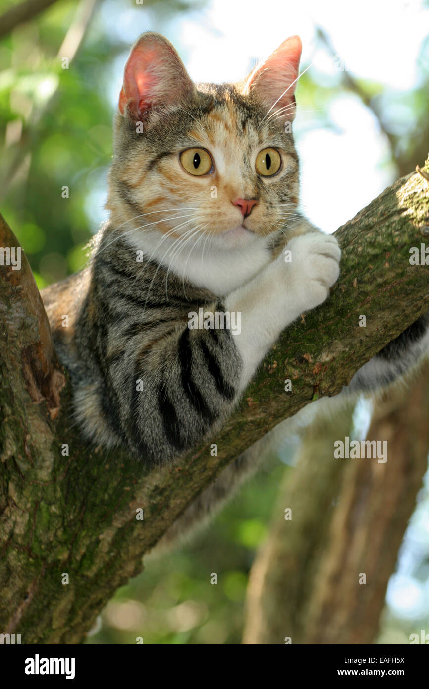 climbing domestic cat Stock Photo - Alamy