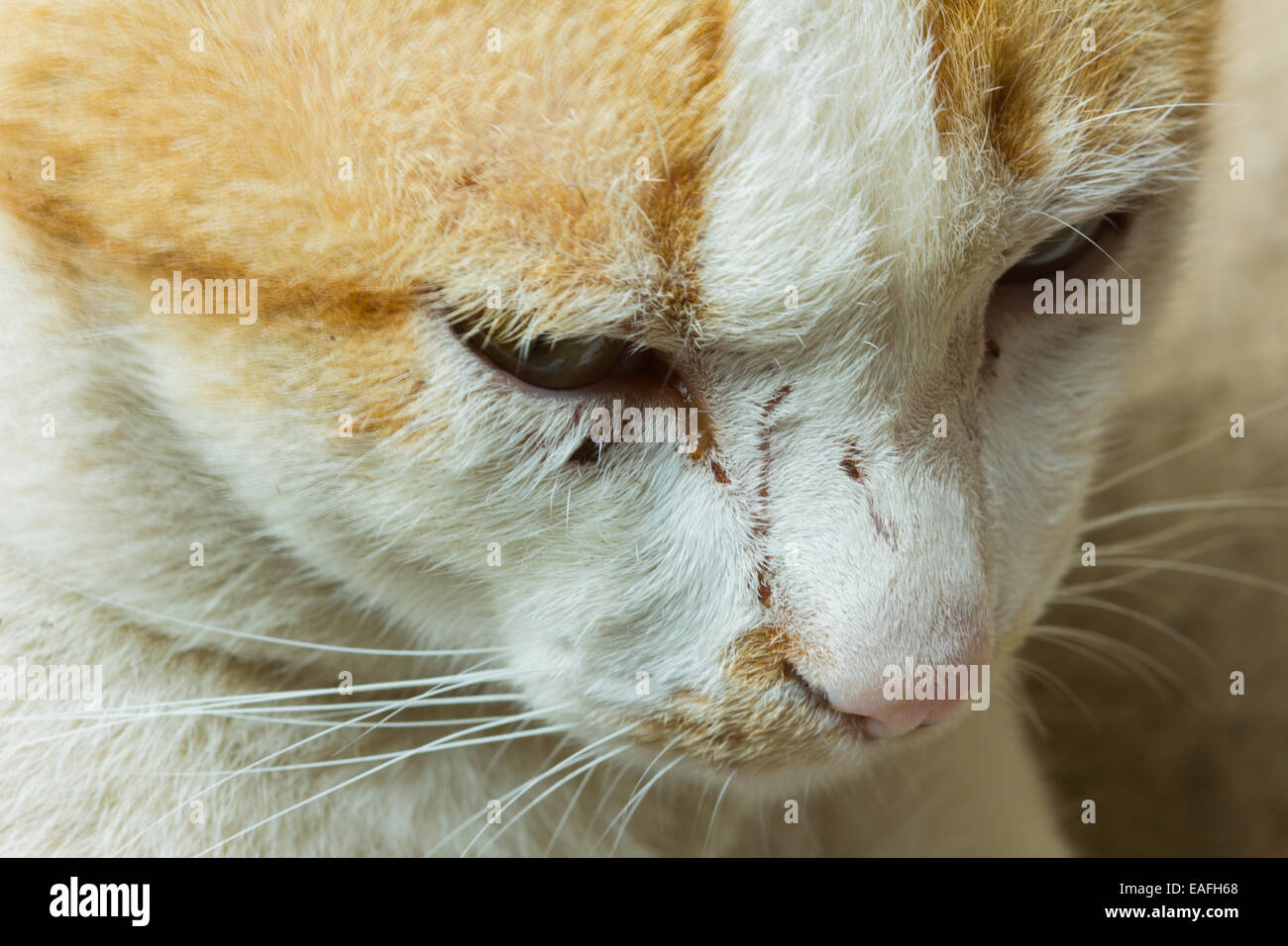 Tabby cat face hi-res stock photography and images - Alamy