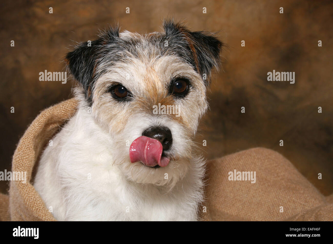 Dog licking itself hi-res stock photography and images - Alamy