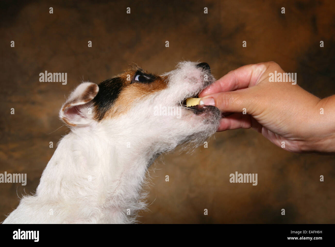 Parson Russell Terrier eating a snack Stock Photo - Alamy