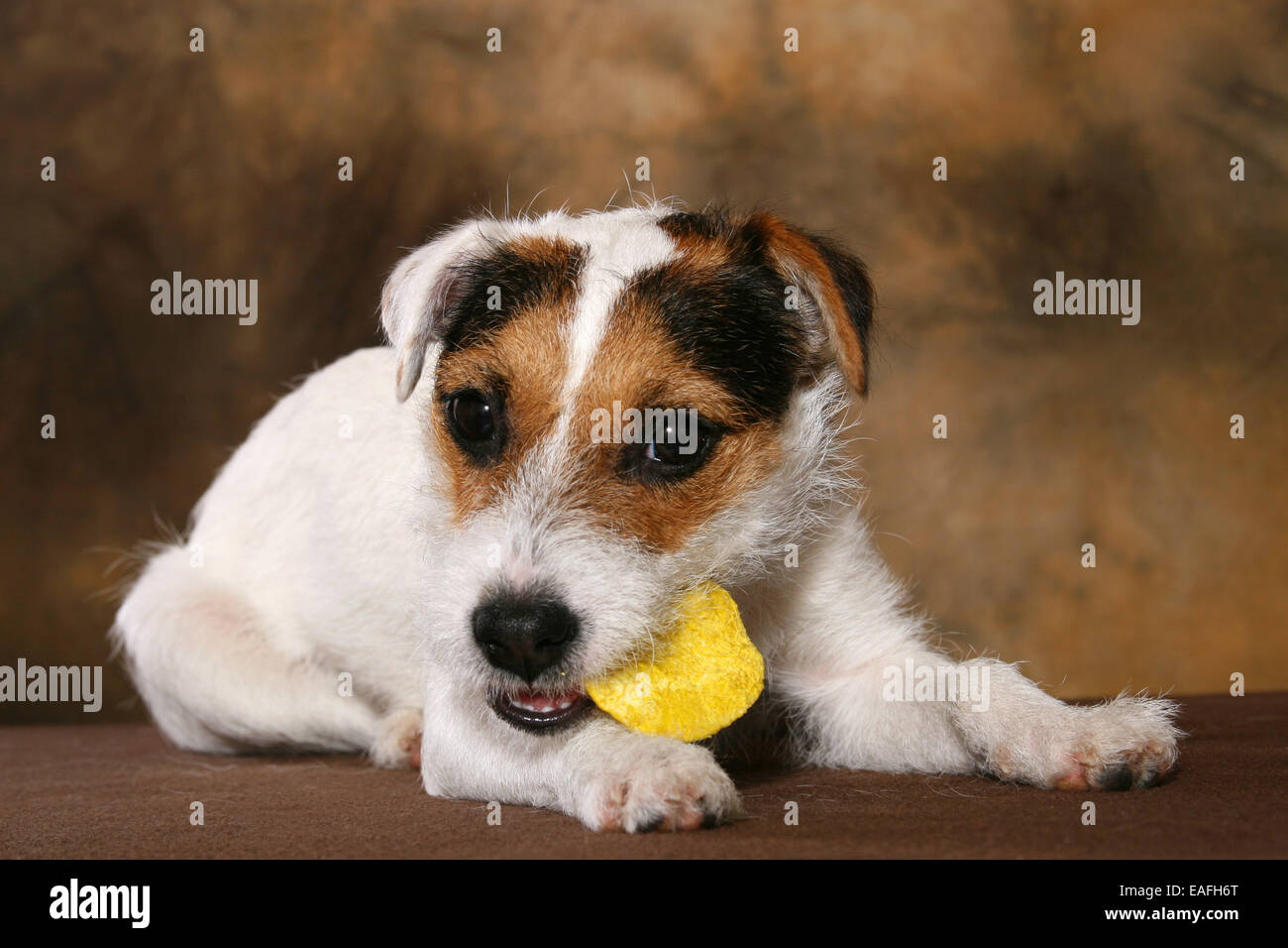 lying Parson Russell Terrier eating a snack Stock Photo - Alamy