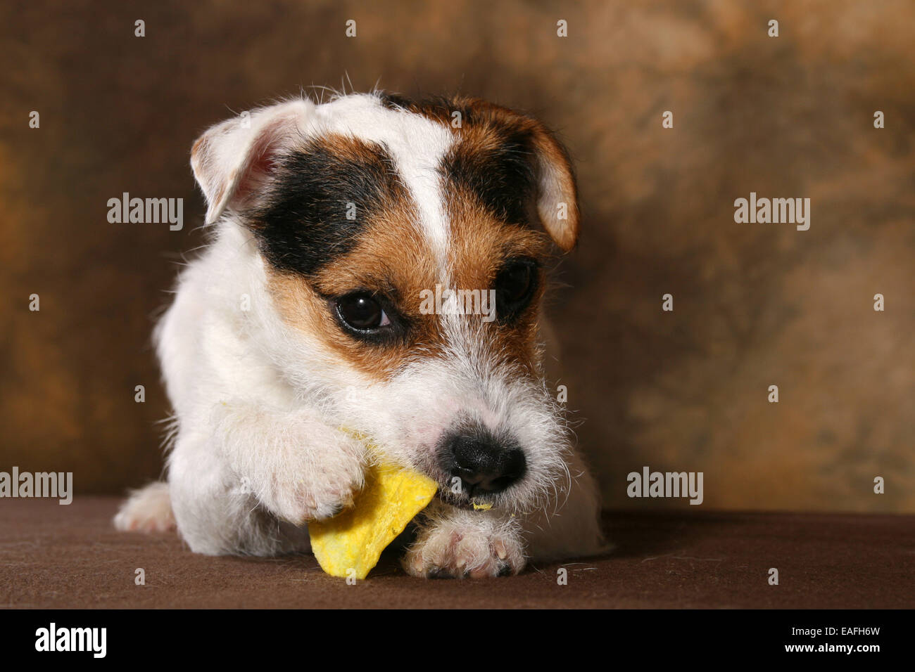 lying Parson Russell Terrier eating a snack Stock Photo - Alamy