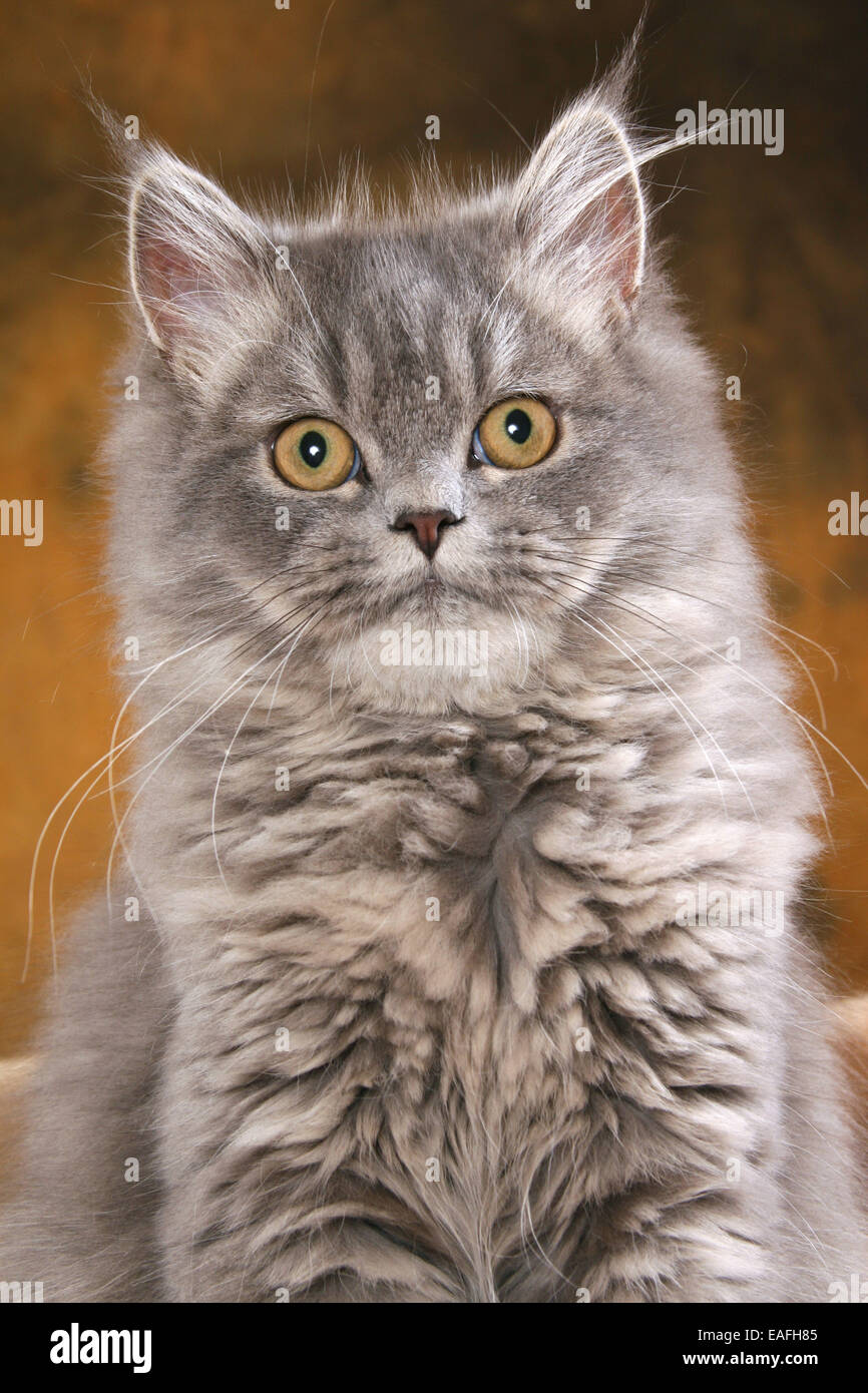 Brown tabby persian domestic hi-res stock photography and images - Alamy