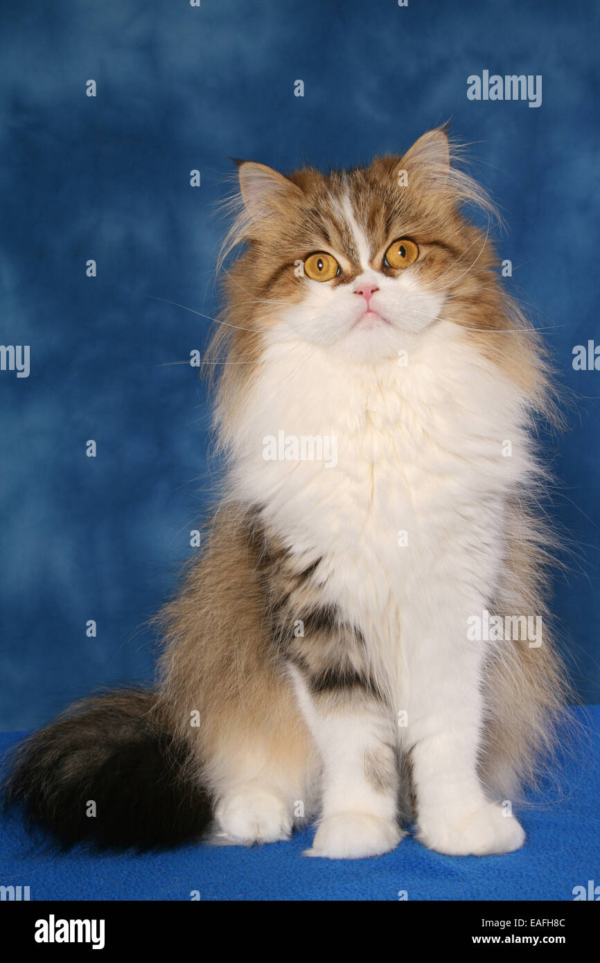 sitting Persian cat Stock Photo - Alamy