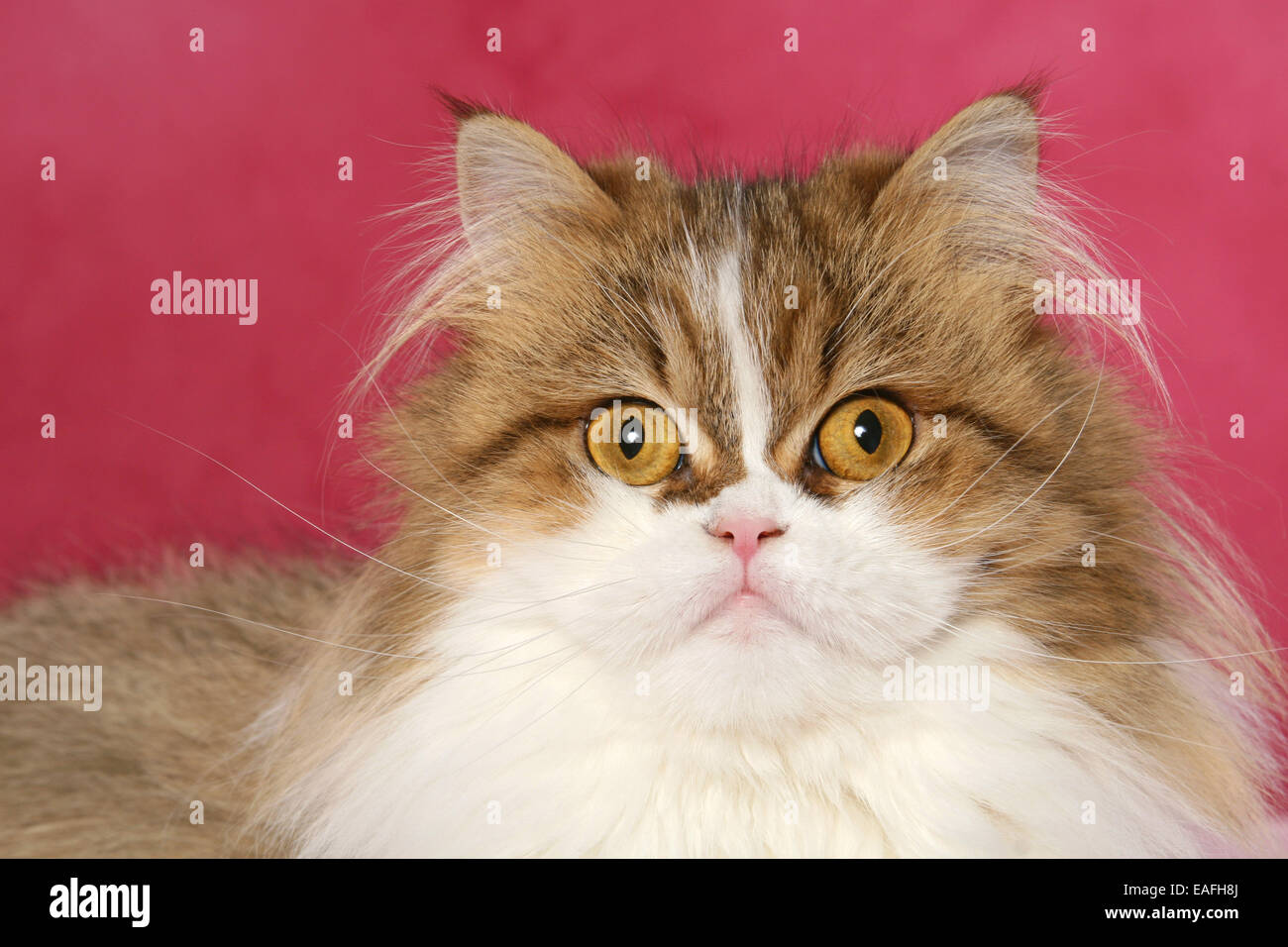 Persian cat portrait Stock Photo - Alamy