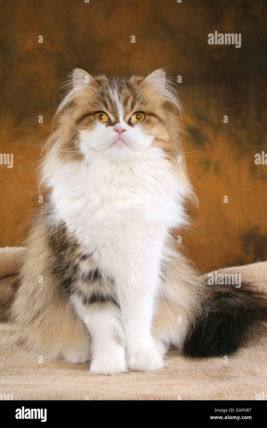 sitting Persian cat Stock Photo - Alamy
