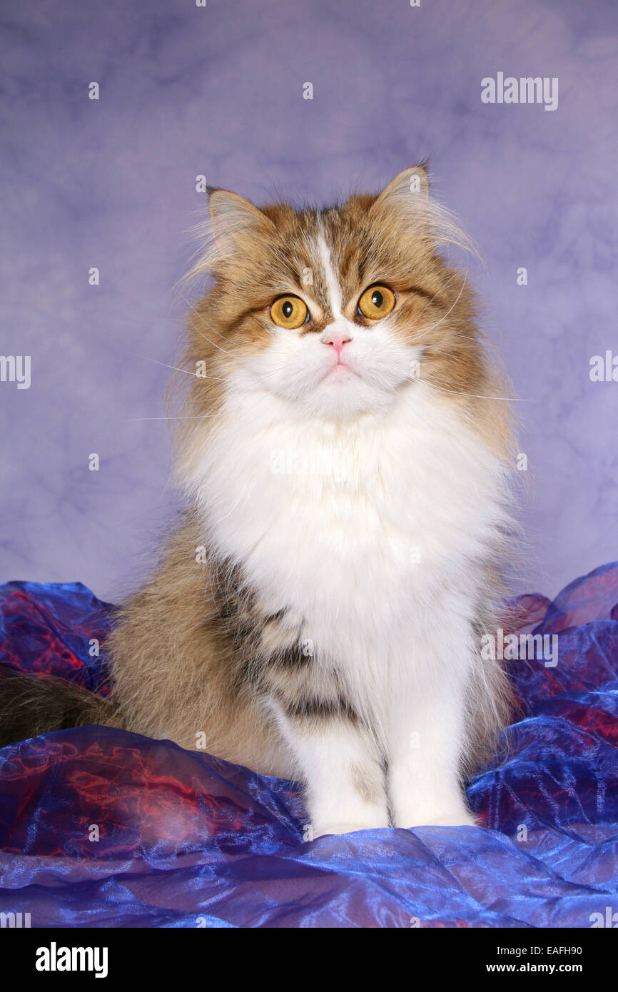 sitting Persian cat Stock Photo - Alamy