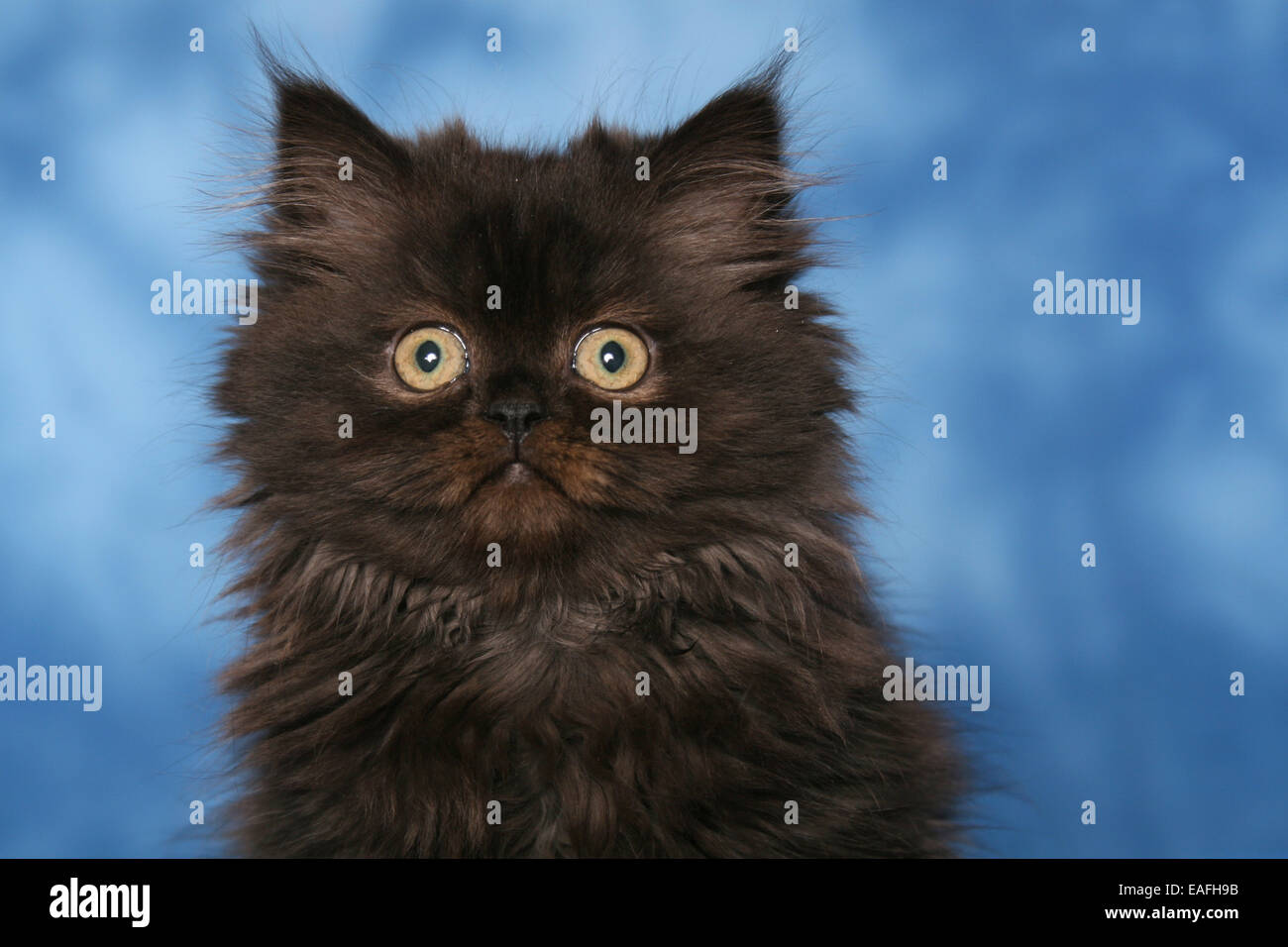 Blue persian cats hi-res stock photography and images - Alamy