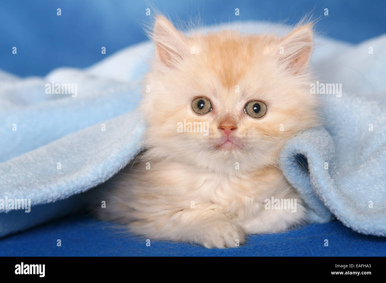 Blue cream persian cats hi-res stock photography and images - Alamy