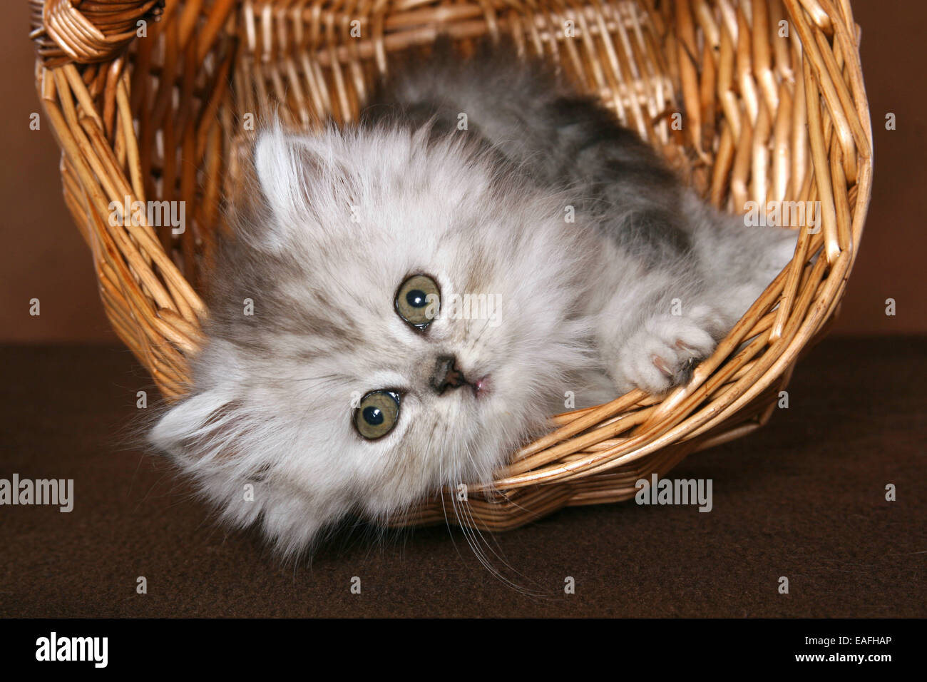 Grey persian cat hi-res stock photography and images - Alamy
