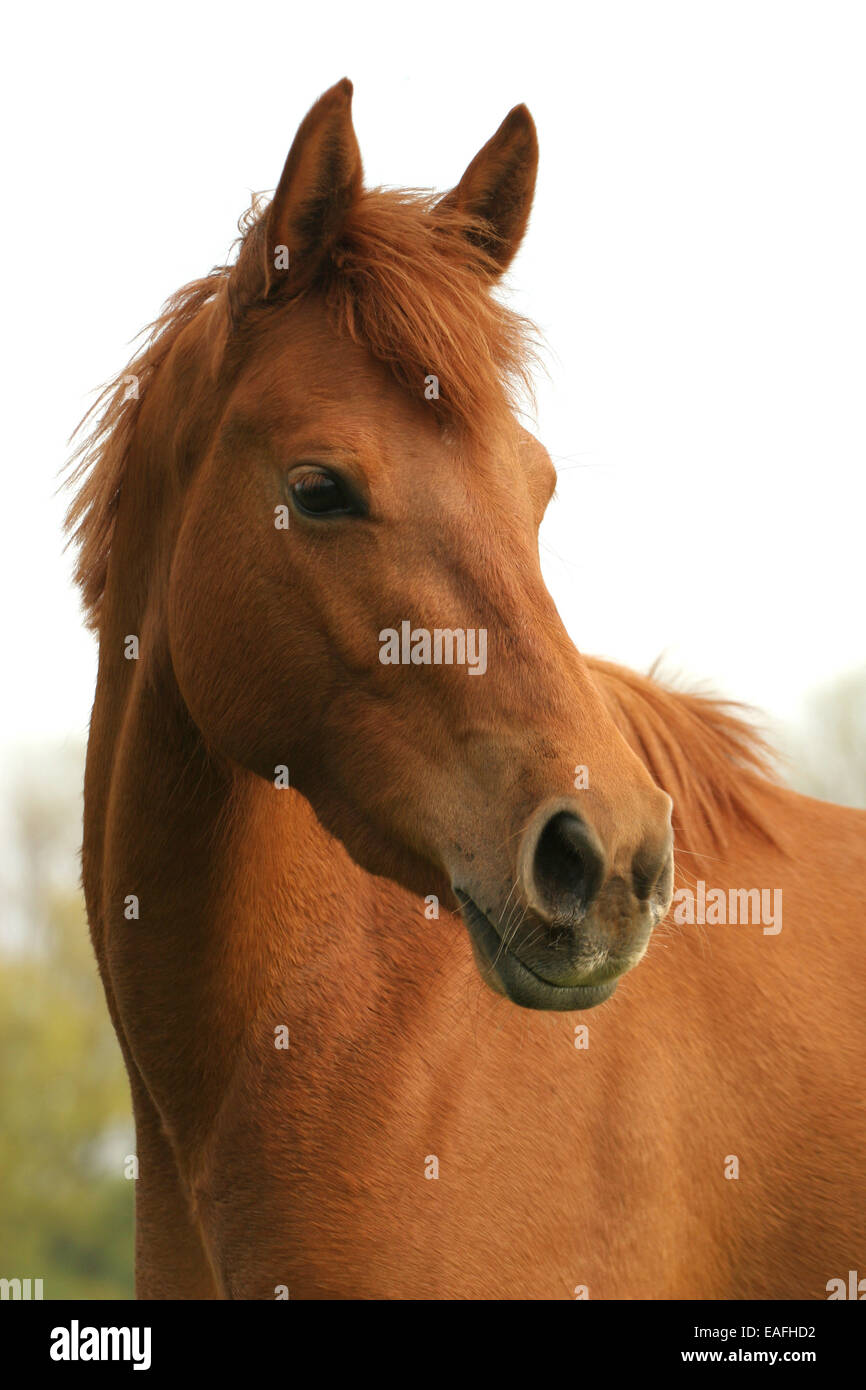 Young pony hi-res stock photography and images - Alamy
