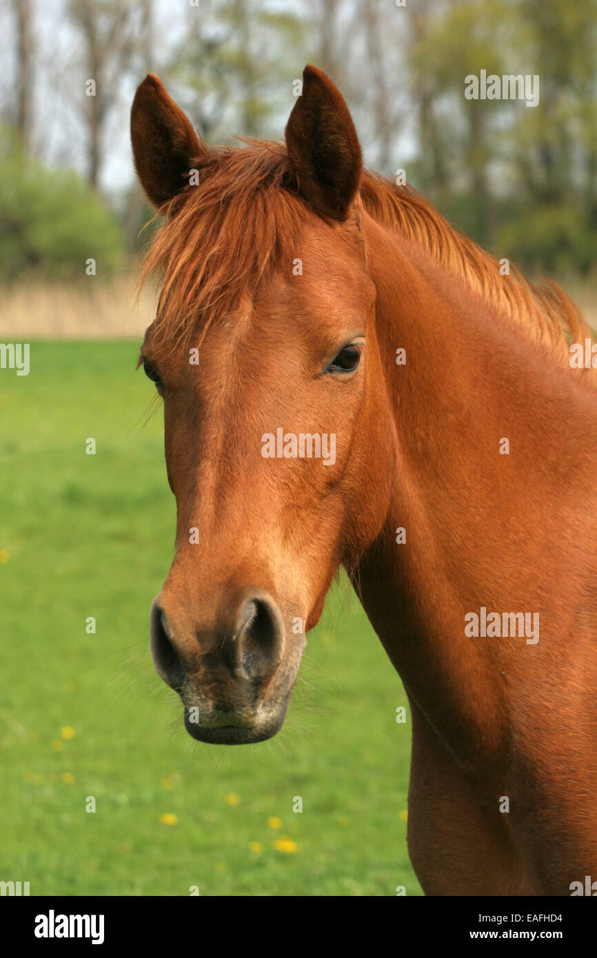 Young pony hi-res stock photography and images - Alamy